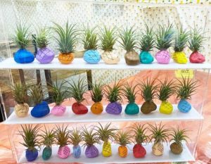 Go Green Organic Pineapple Farm: Pineapples, Playgrounds And Alpacas