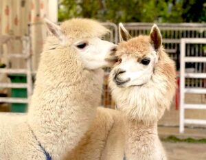 Where To See And Interact With Hong Kong Animals